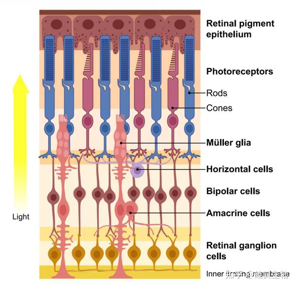 AAV在眼睛中的靶向传递策略 - 知乎