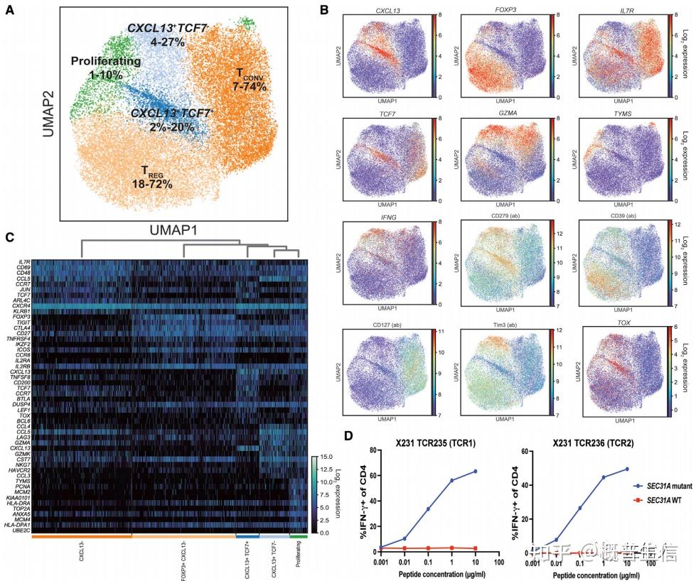 肿瘤微环境中的新秀：CXCL13+ T细胞 - 知乎