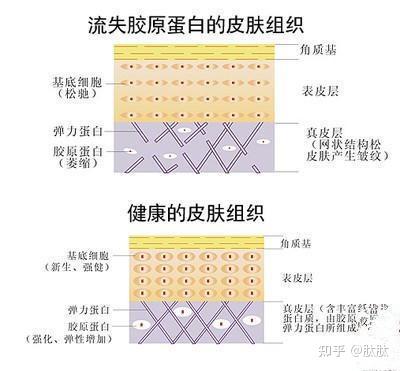 雅诗兰黛核心抗衰成分：三肽-32 Tripeptide-32 - 知乎