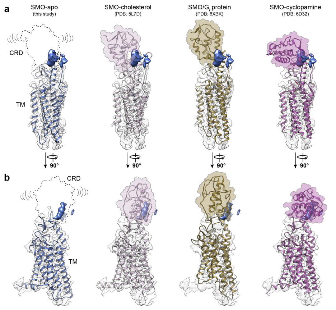 水木视界iss. 25 | 基于冷冻电镜的GPCR研究：融合蛋白策略 - 知乎