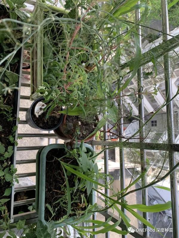 如何设计阳台小菜园？才能产出源源不断的食物 OLOF Bio-Garden Design - 知乎