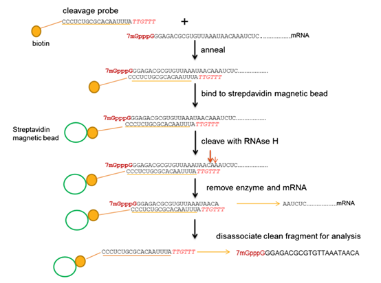 【耀文解读】mRNA加帽率检测中RNase H切割探针的设计 - 知乎