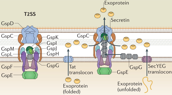 细菌的分泌系统 - 知乎