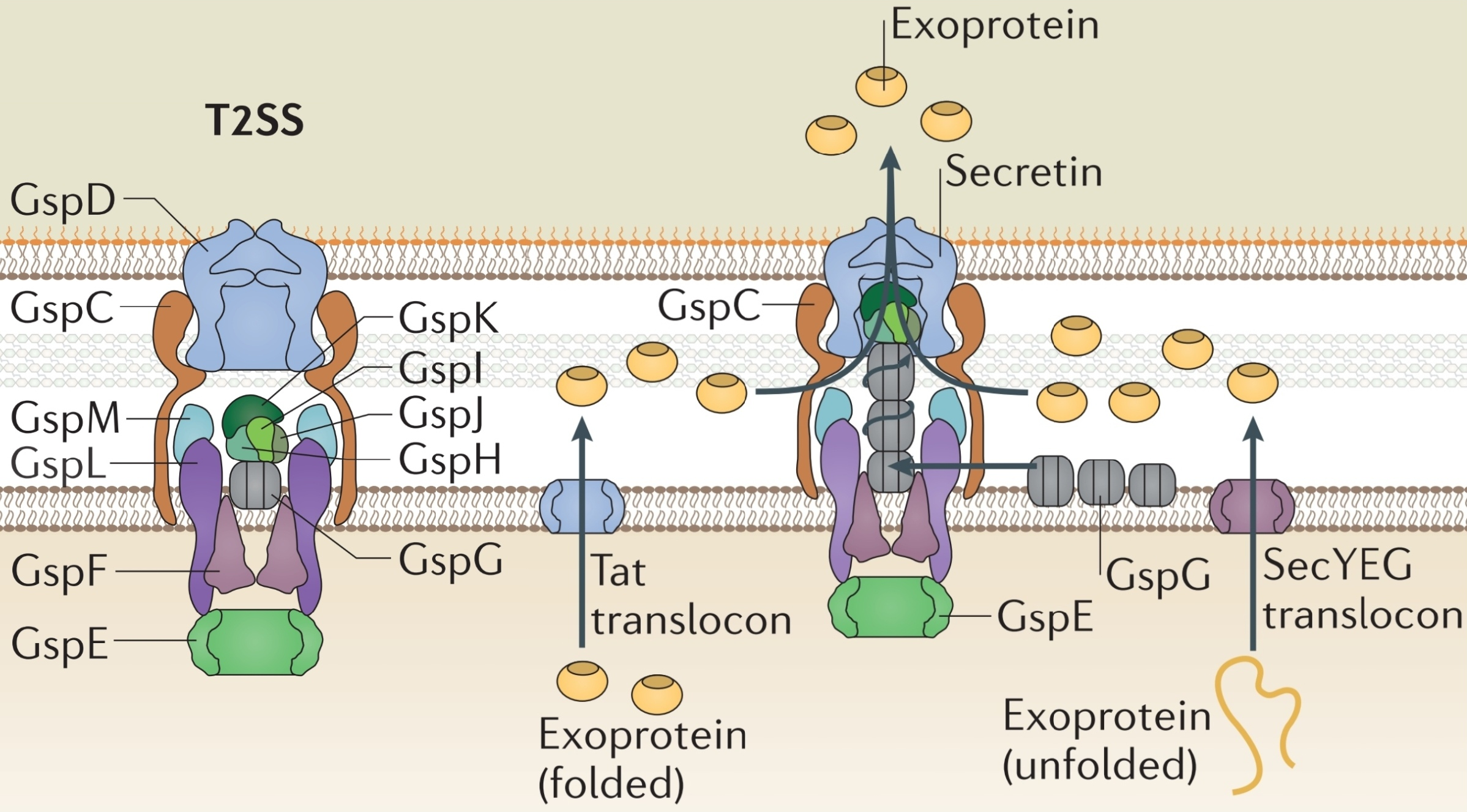细菌的分泌系统 - 知乎