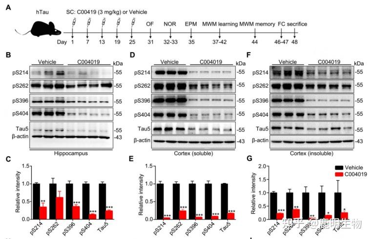 PROTAC降解组学促进tau清除改善阿尔茨海默病样模型中的认知功能 - 知乎