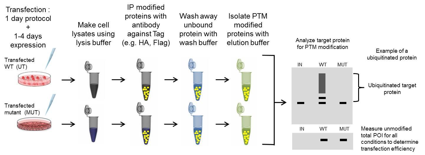 翻译后修饰（PTM）检测技术介绍 - 知乎