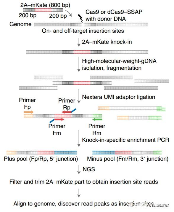 无切割基因敲入系统：dCas9-SSAP，主打一个Cleavage-Free！ - 知乎