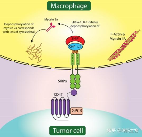 肿瘤免疫靶点 | CD47 - 知乎