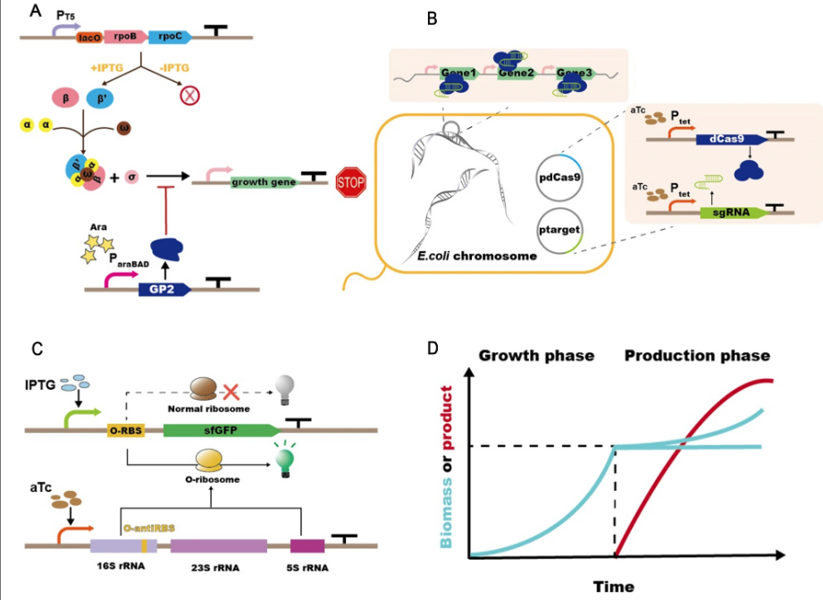 欣贝莱生物|在大肠杆菌中有效生产重组蛋白的策略：减轻宿主负担和提高蛋白活性 - 知乎