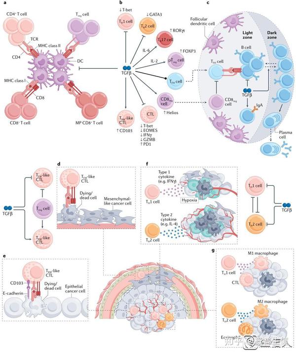 SCI热点分子|TGF-β对癌症免疫应答的调控 - 知乎