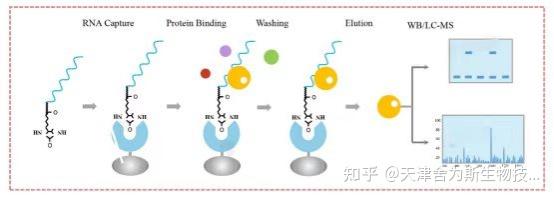 实验干货|RNA pull-down实验原理及应用解析 - 知乎