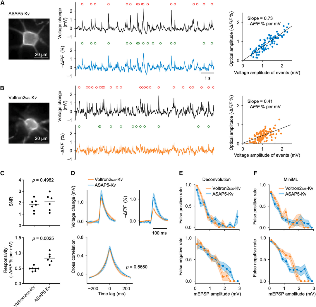 【新品推荐】升级版电压探针ASAP5——快速响应，精准捕捉单个突触事件 - 知乎