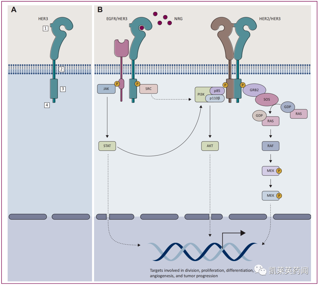 聚焦双抗ADC！SystImmune 的BL-B01D1 的 IND 申请获FDA批准 - 知乎