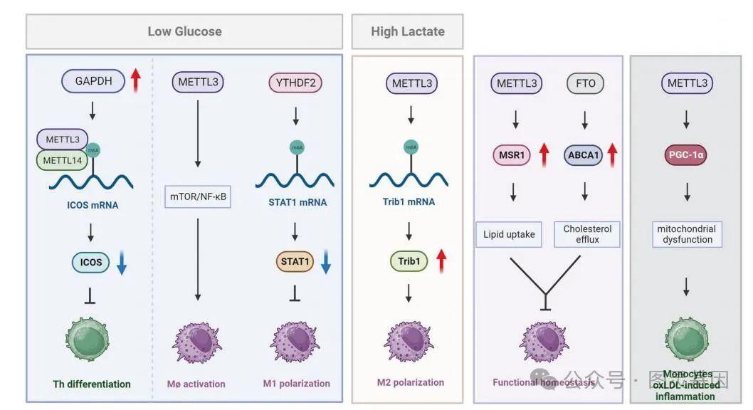 STTT | 中科大王昊：8种RNA修饰的分布，机制与功能 - 知乎
