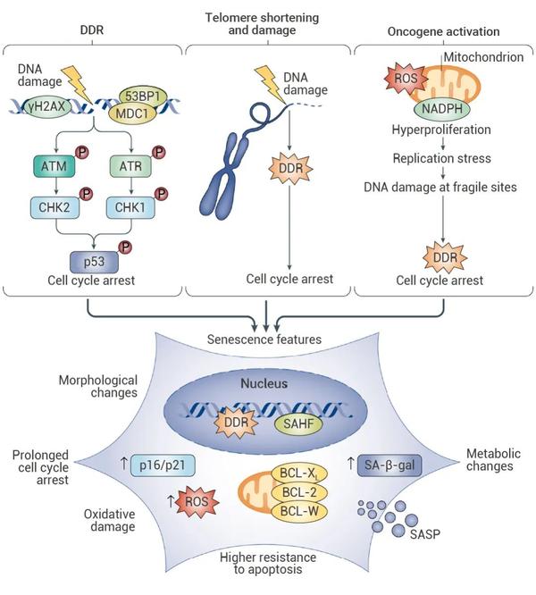 细胞衰老标志物及检测方法! | MedChemExpress - 知乎