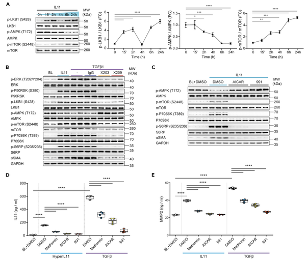 Cell新子刊丨WB含量100%丨IL-11新作用 - 知乎