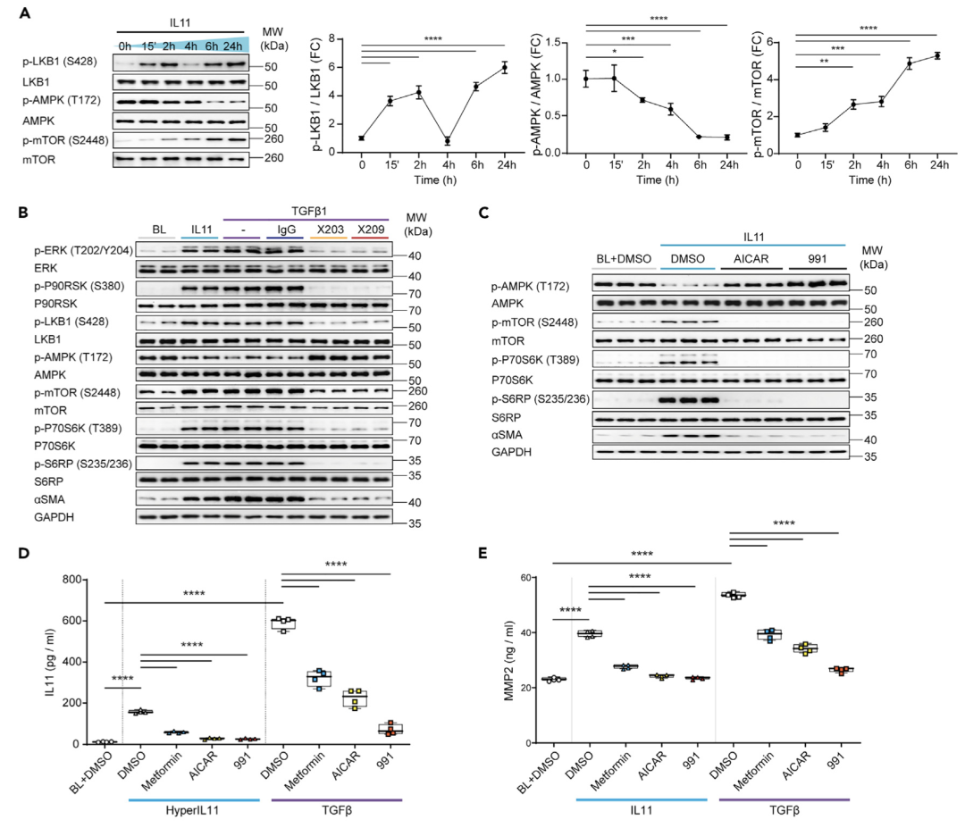 Cell新子刊丨WB含量100%丨IL-11新作用 - 知乎