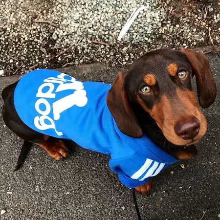 Adidas成功撤销Adidog日本商标 - 知乎