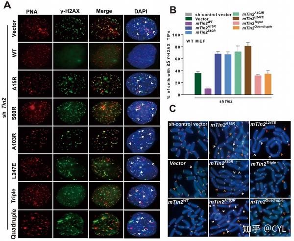 【文献翻译】哺乳动物TIN2-TPP1-TRF2端粒复合体的结构和功能分析 - 知乎
