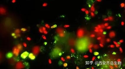 水溶性/脂溶性CY3/Cy5/Cy7酯（Cy5, SE）介绍 - 知乎