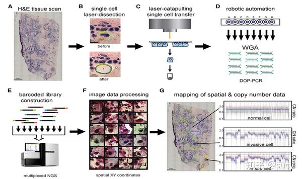 空间转录组 - 知乎