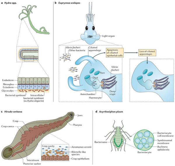 图说免疫系统(Immune system)·无脊椎动物 - 知乎
