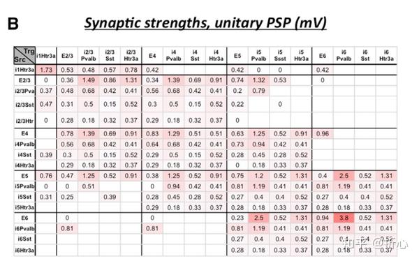 一些文章：Allen V1 小鼠初级视觉皮层仿真 - 知乎