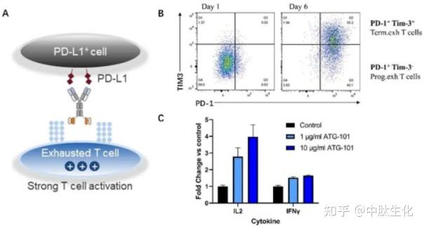 发挥“踩油门”作用，激活型免疫检查点分子4-1BB研发何在？ - 知乎