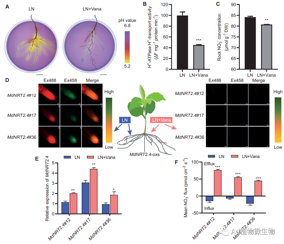 Journal of Experimental Botany | 中国农大研究揭示根际微生物促进氮吸收的机制！ - 知乎
