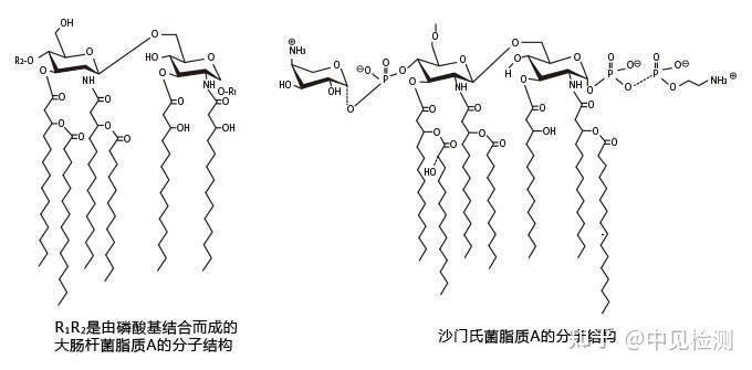 LPS细菌内毒素？ - 知乎