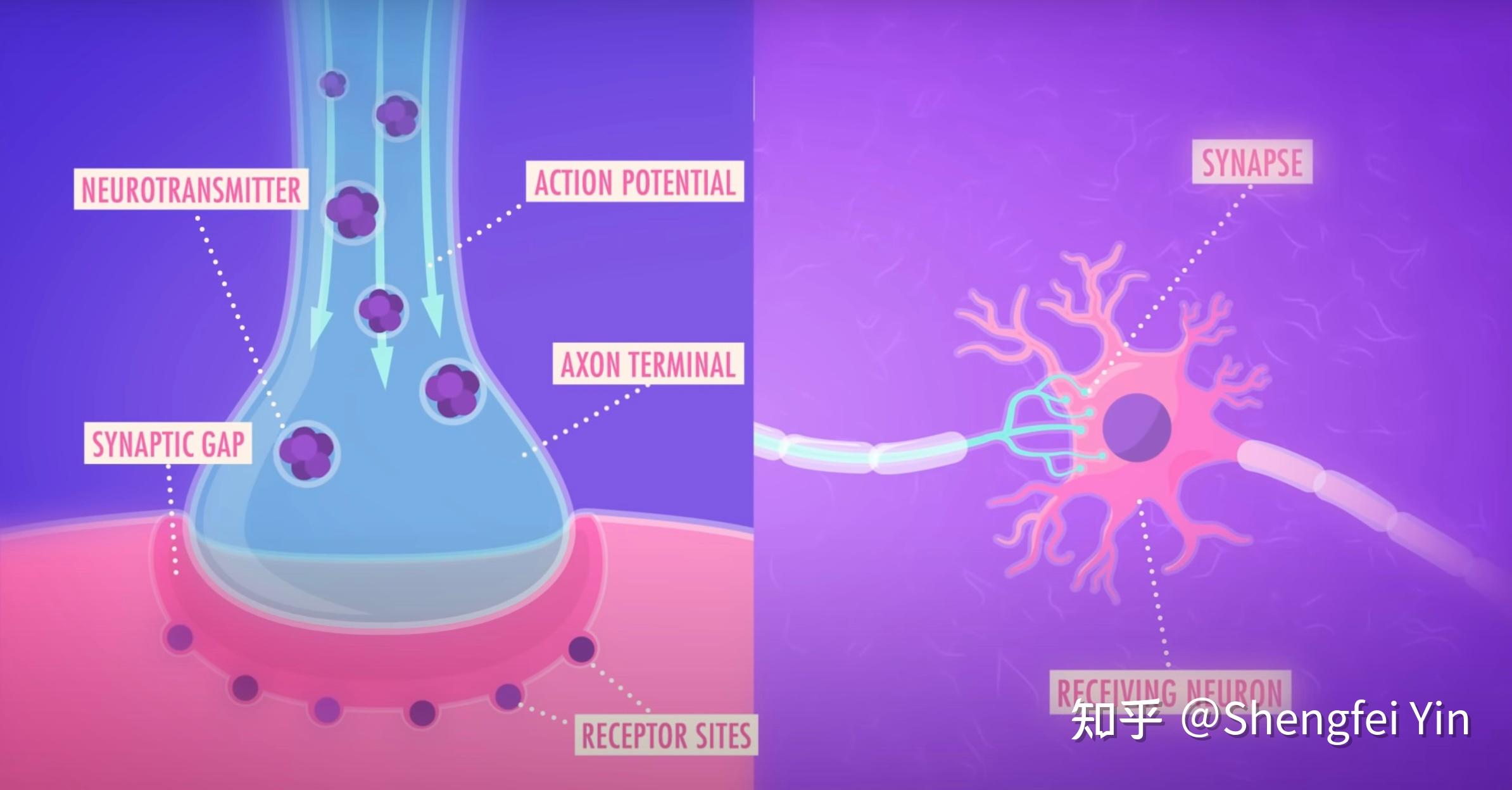 The Chemical Mind - Crash Course Psychology #3 - 知乎