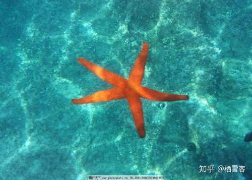 骑火球的超级小矮人——Nanoarchaeum equitans简介 - 知乎