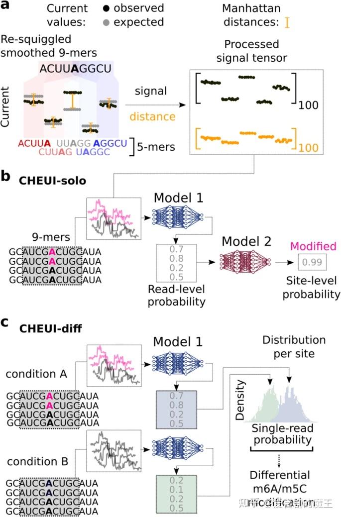 论文阅读——单分子分辨率下m6A和m5C的预测揭示了RNA修饰在转录组范围内的共现（CHEUI） - 知乎