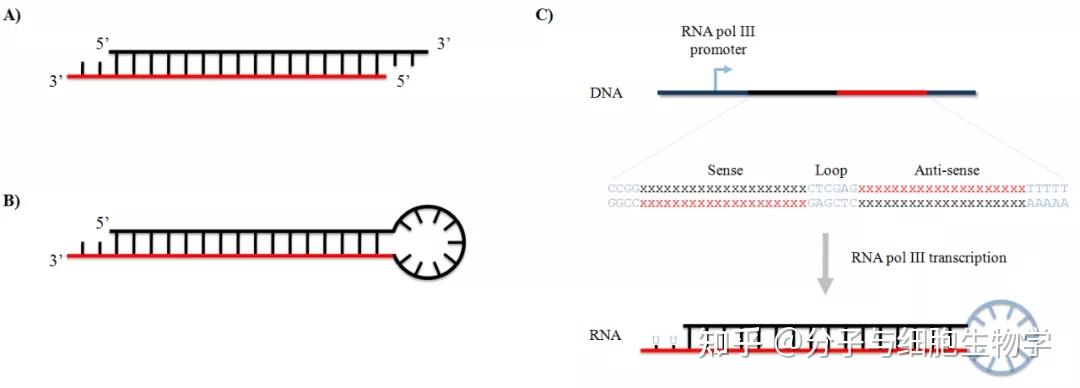一文读懂miRNA与siRNA以及shRNA的关系