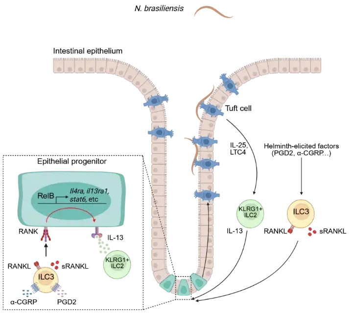 Sci Immunol丨清华大学郭晓欢团队揭示3型天然淋巴样细胞增强2型免疫应答的新作用！ - 知乎