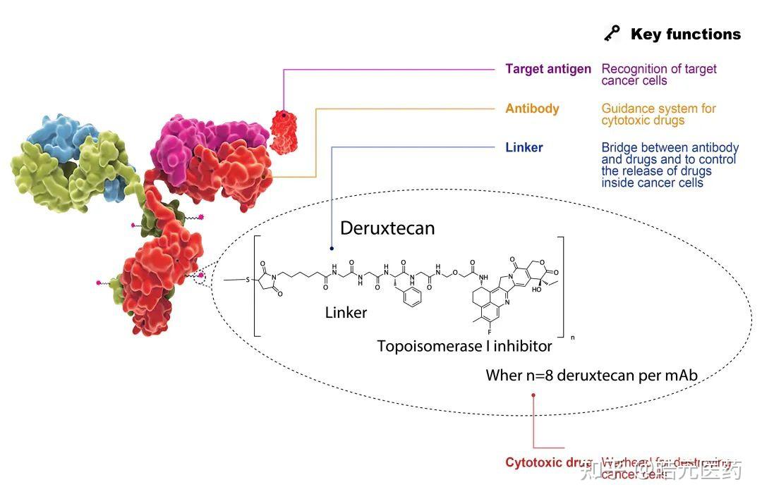 服务介绍 | 专注Payload-Linker CDMO服务，皓元医药持续赋能临床研究最热毒素——Exatecan - 知乎