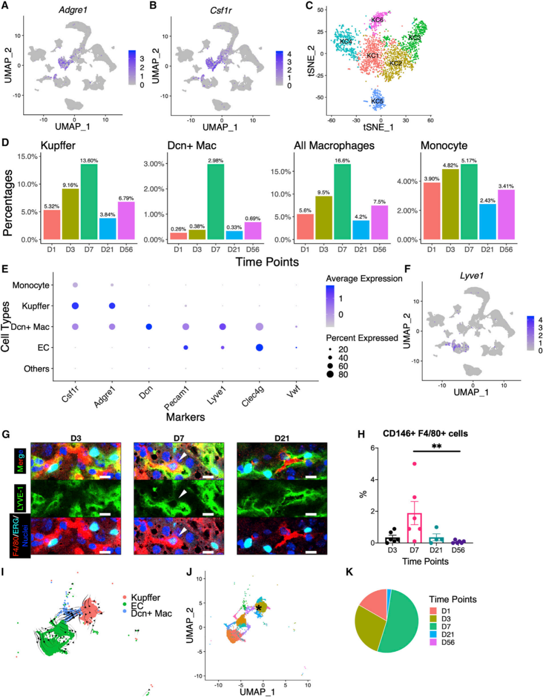 Dev Cell | 单细胞转录组学对出生后肝脏发育和成熟的时序性分析 - 知乎