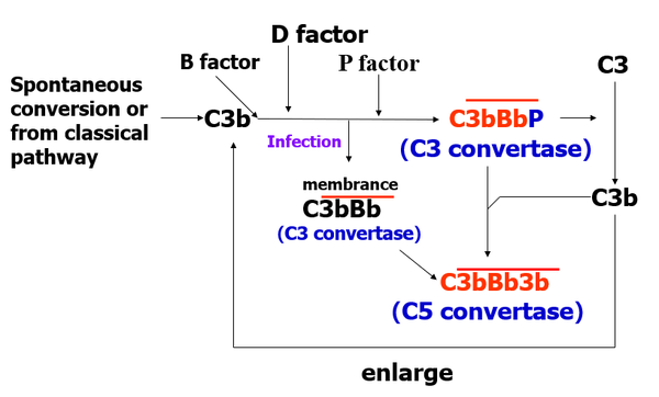 免疫学整理--细胞因子&补体系统 - 知乎