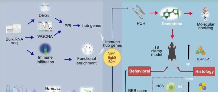单细胞和bulk RNA测序的联合分析，揭示了脊髓损伤中的免疫浸润和靶向治疗药物 - 知乎
