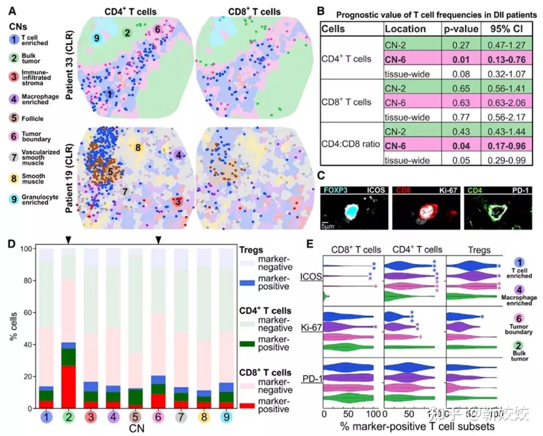 Akoya CODEX单细胞空间蛋白组学助力邻域水平上细胞的空间表型分析 - 知乎