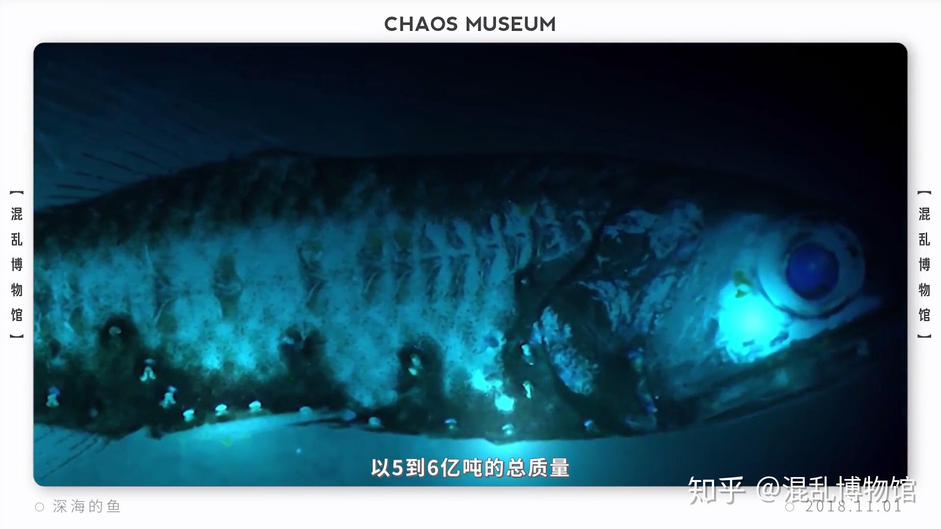 【补档】【配图】深海的鱼丨混乱博物馆 - 知乎