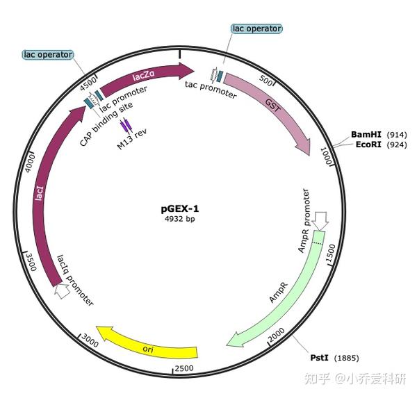 一文了解原核蛋白表达(一) - 知乎