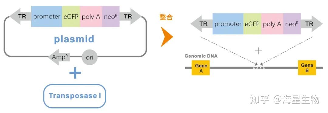 基因研究技术方法—基因敲除/敲低/过表达 - 知乎