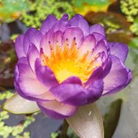 [学习笔记]从Verilog到SpinalHDL-注解分析 - 知乎