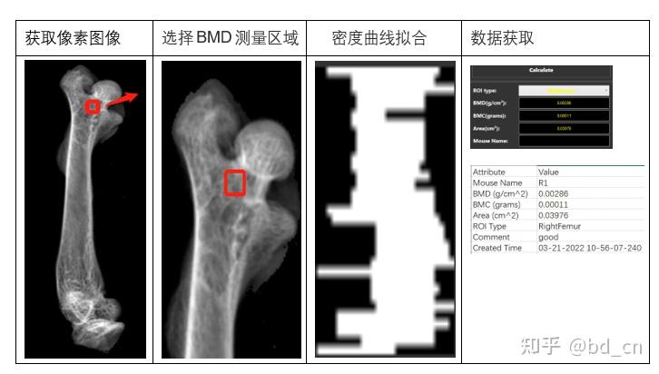 动物骨密度BMD 测量—图像分析 - 知乎