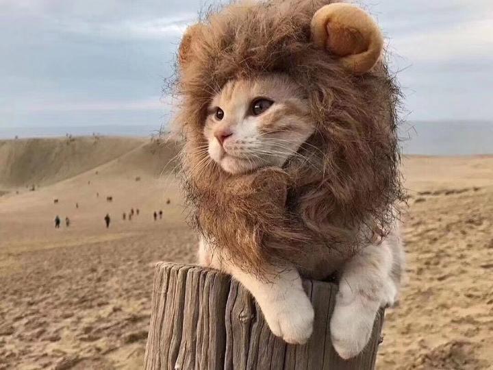 浅析Pytorch中model对象的save()/load()方法与torch.save()/load()的区别和联系 - 知乎