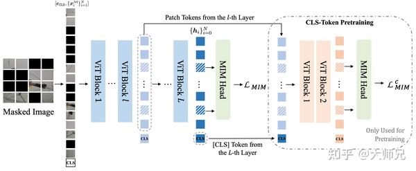 图像预训练：BEiT v2 - 知乎