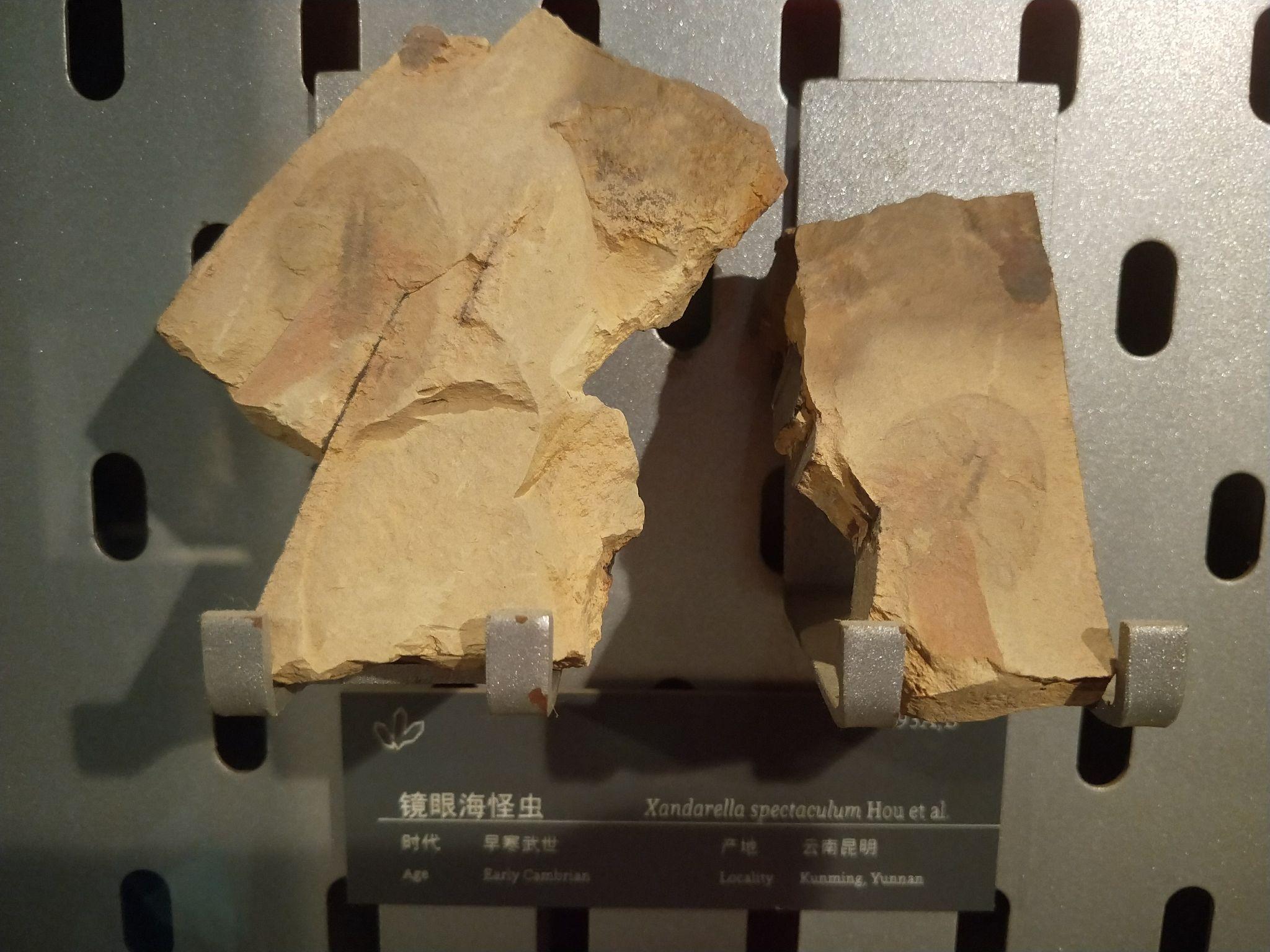 地质博物馆记行：馆藏.寒武纪篇 - 知乎