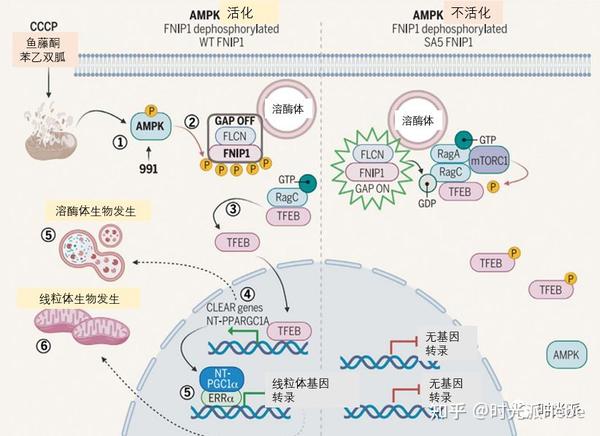 20年磨一剑！Science：索尔克研究所破解AMPK与线粒体合成关键蛋白 - 知乎