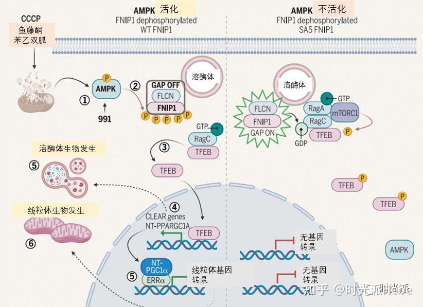 20年磨一剑！Science：索尔克研究所破解AMPK与线粒体合成关键蛋白 - 知乎